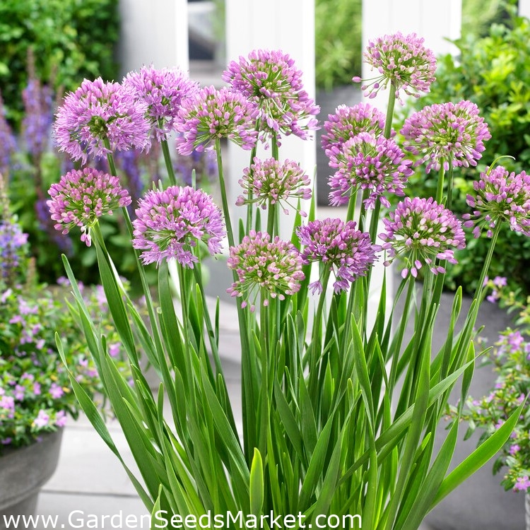 Ornamental onion - Millennium - GIGA Pack! - 50 pcs. – Garden Seeds ...