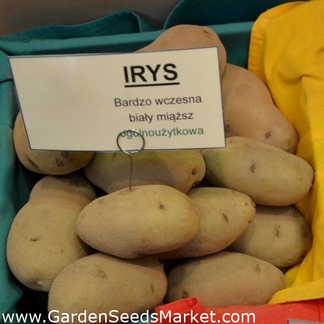Settepoteter - Irys - veldig tidlig sort - 12 stk - – Garden Seeds ...