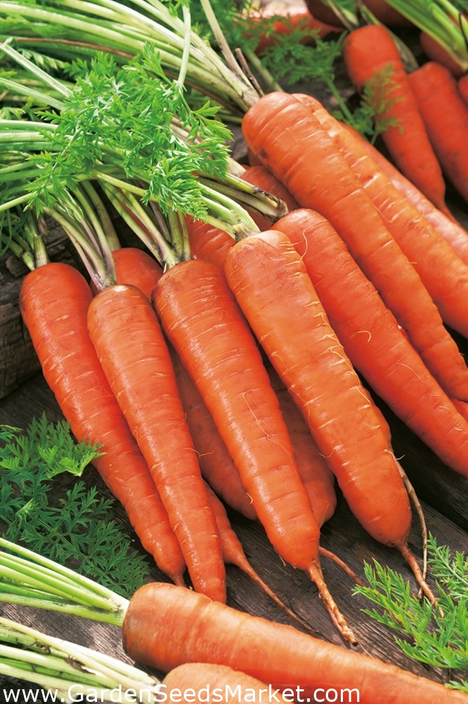 Gulrot Rote Riesen 2 - sen sort - – Garden Seeds Market | Gratis frakt