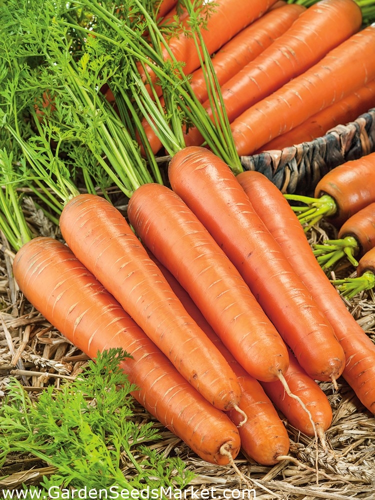 Carrot Lange Rote Stumpfe - late variety – Garden Seeds Market | Free ...