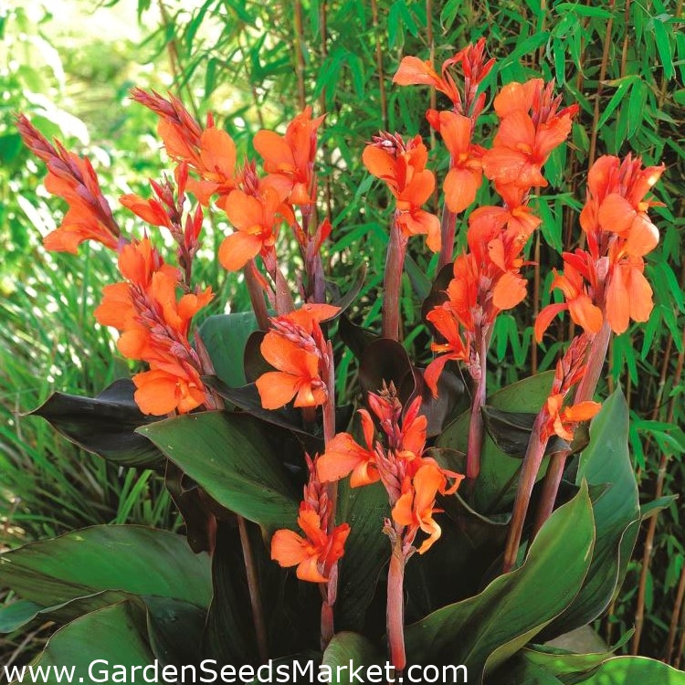 Canna Wyoming - XL pakiranje - 50 kom – Garden Seeds Market | Besplatna ...