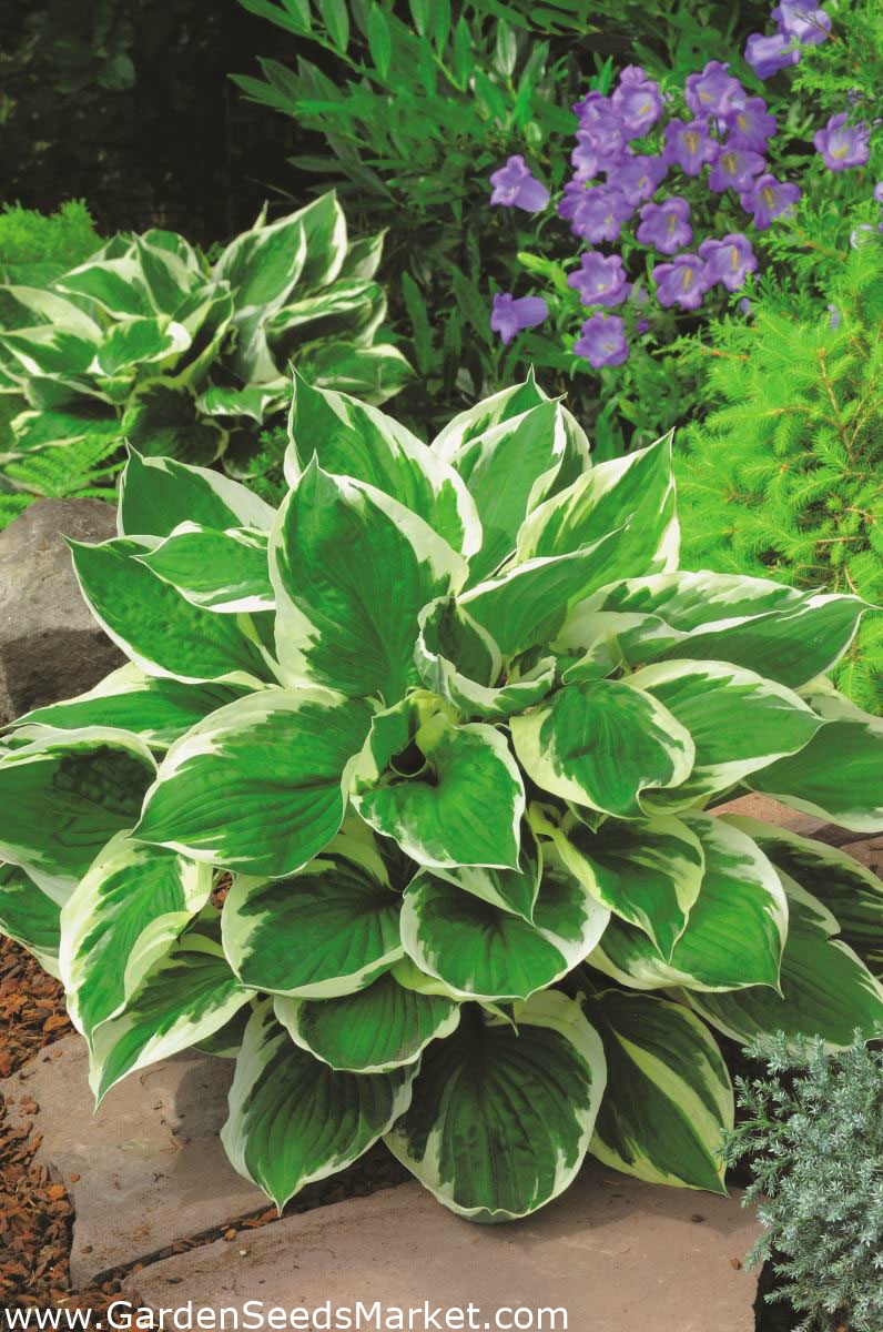 Hosta, Plantain Lily Minute Man - Pack XL - 50 pcs - – Garden Seeds Market | Livraison gratuite