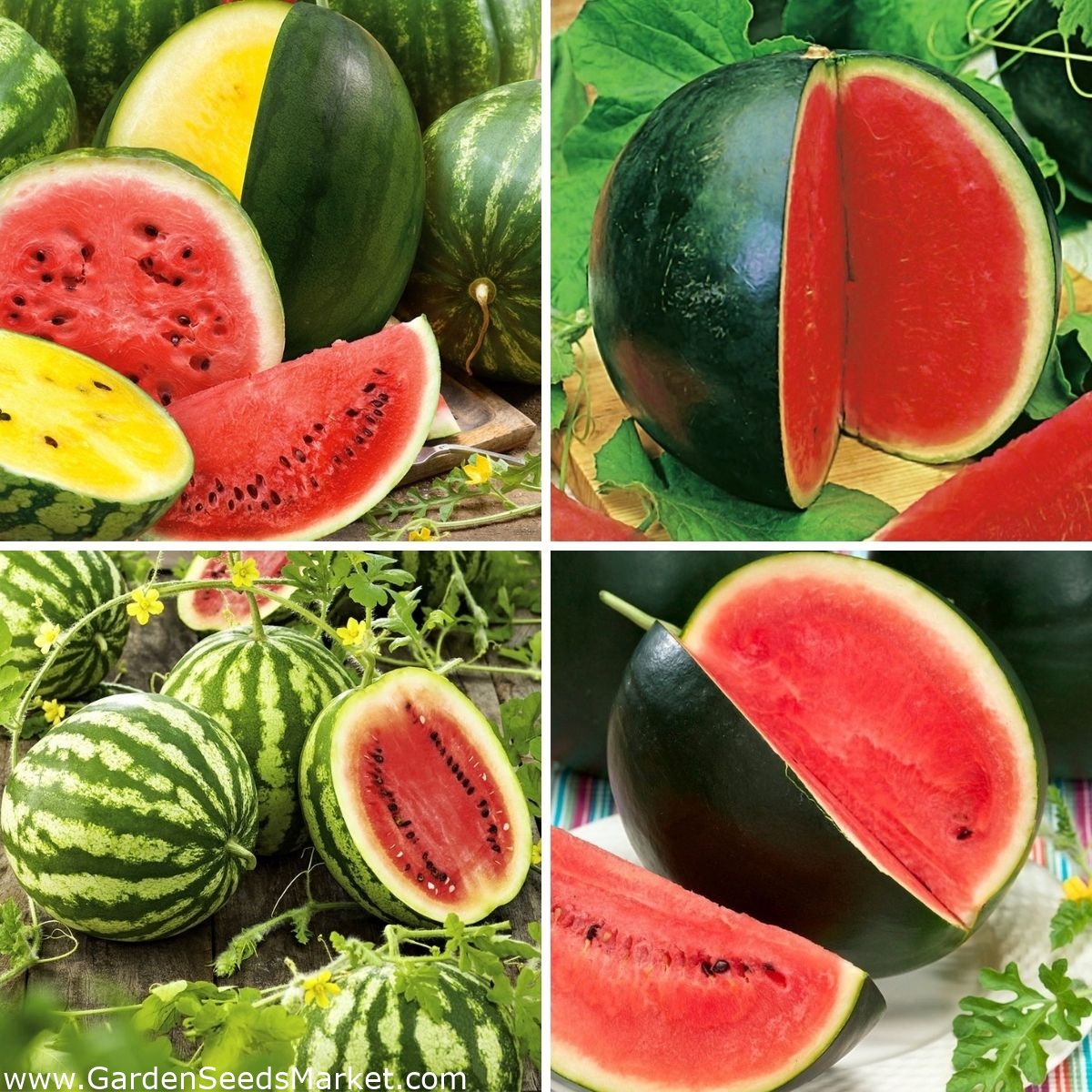 Watermelon seeds - selection of 4 varieties – Garden Seeds Market ...