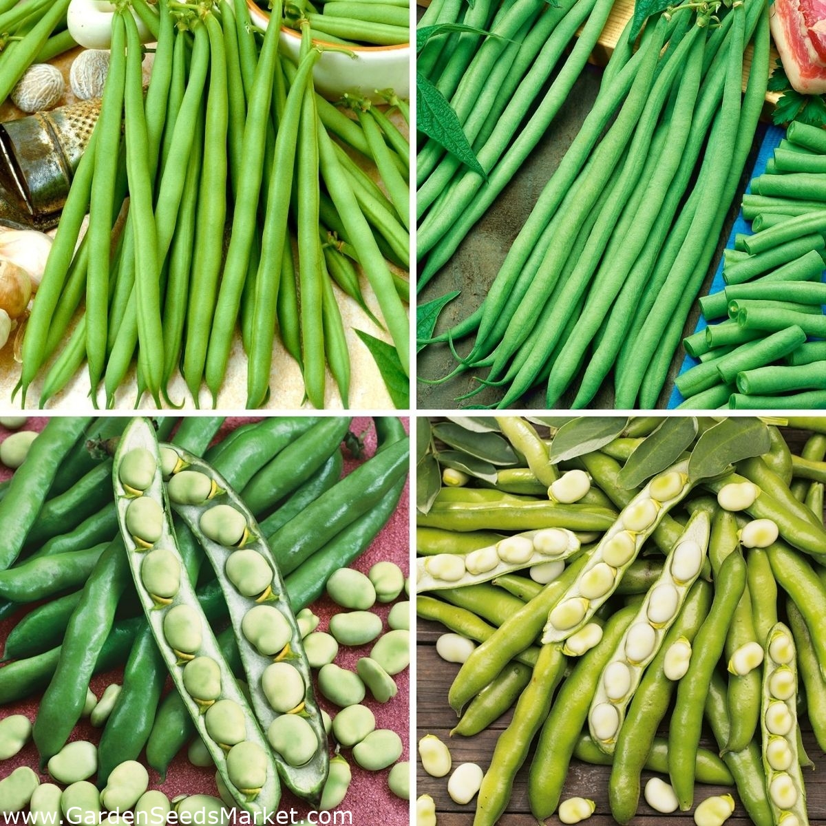 Broad bean and French bean seeds - selection of 4 varieties – Garden ...