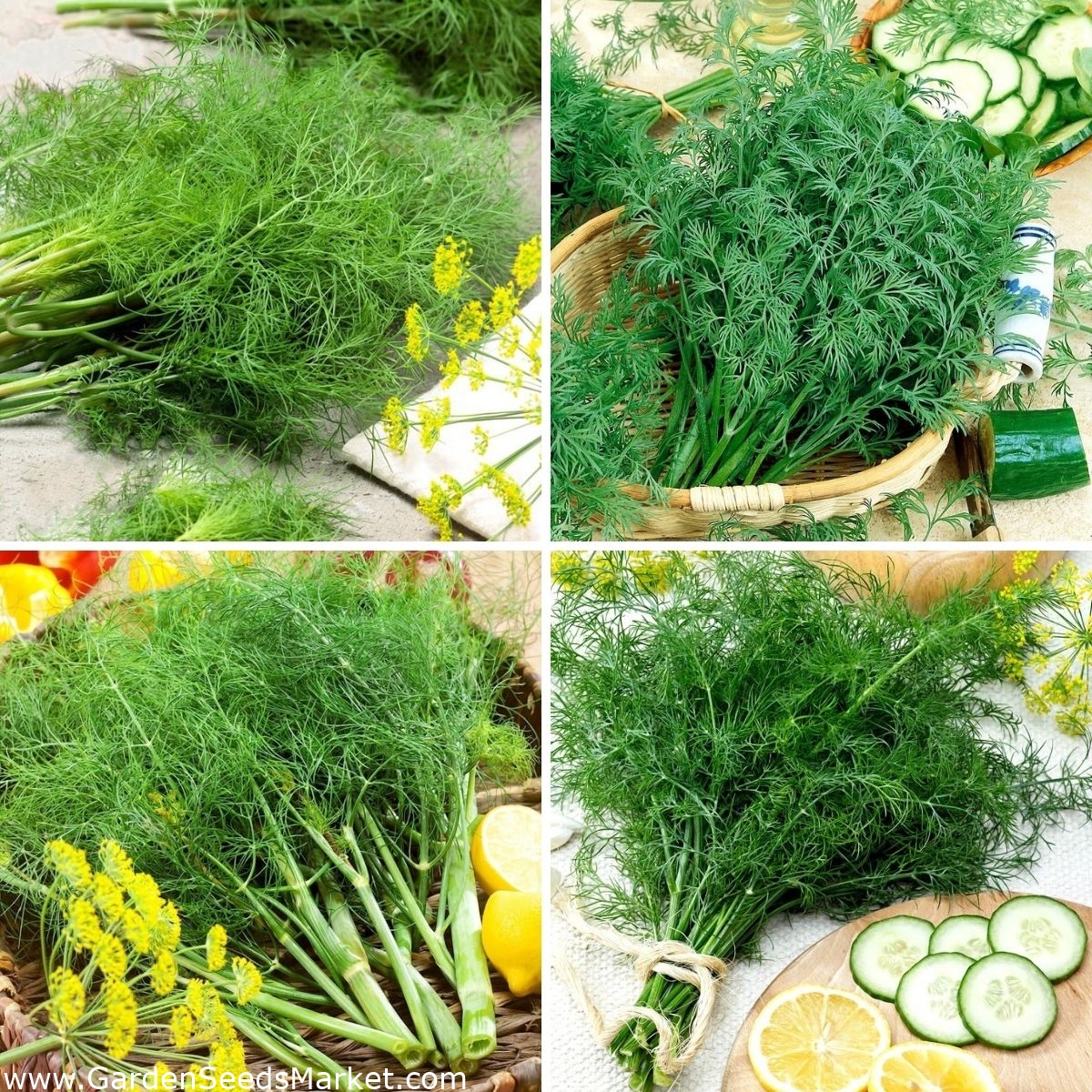 Dill seeds - selection of 4 varieties – Garden Seeds Market | Free shipping