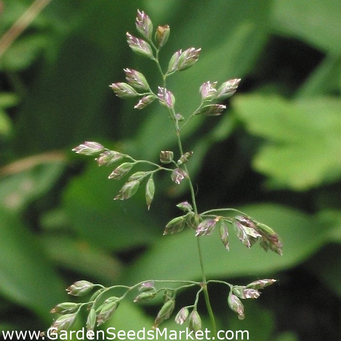 Kentucky Bluegrass Flower
