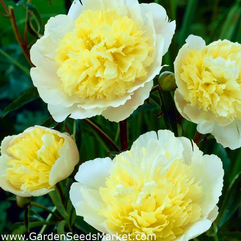 Pion - Prima Vera - planta - stort paket! - 10 st - – Garden Seeds ...