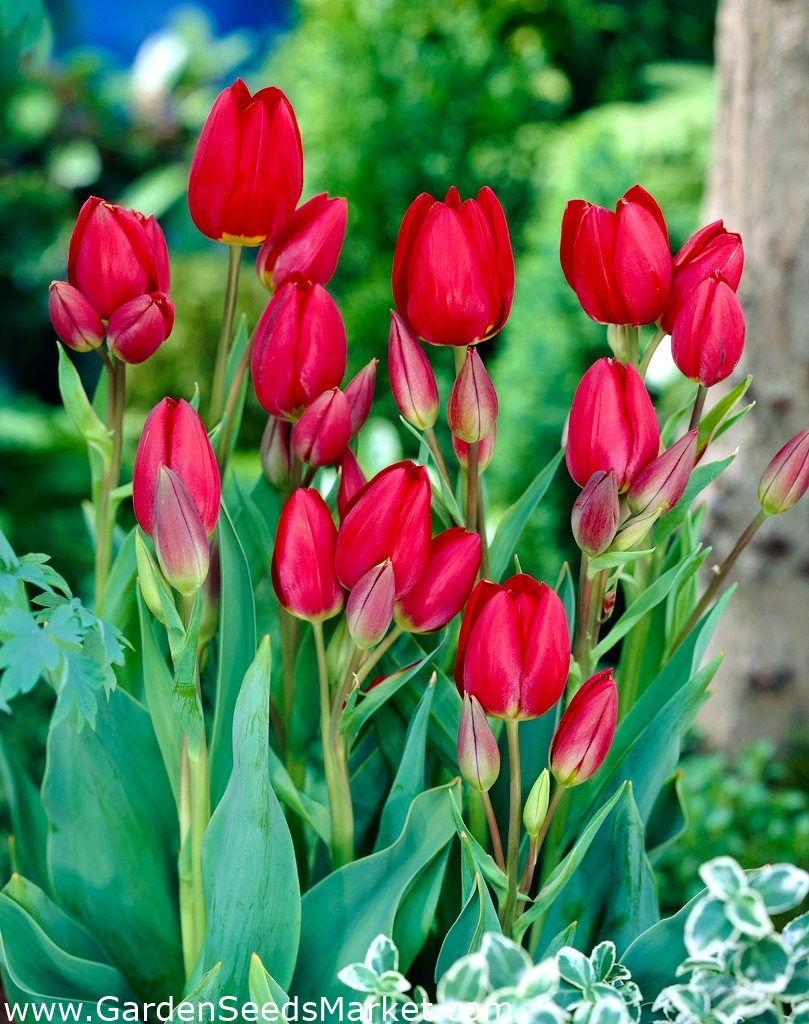 Tulipán - Red Georgette - Nagy csomag - 50 db – Garden Seeds Market ...