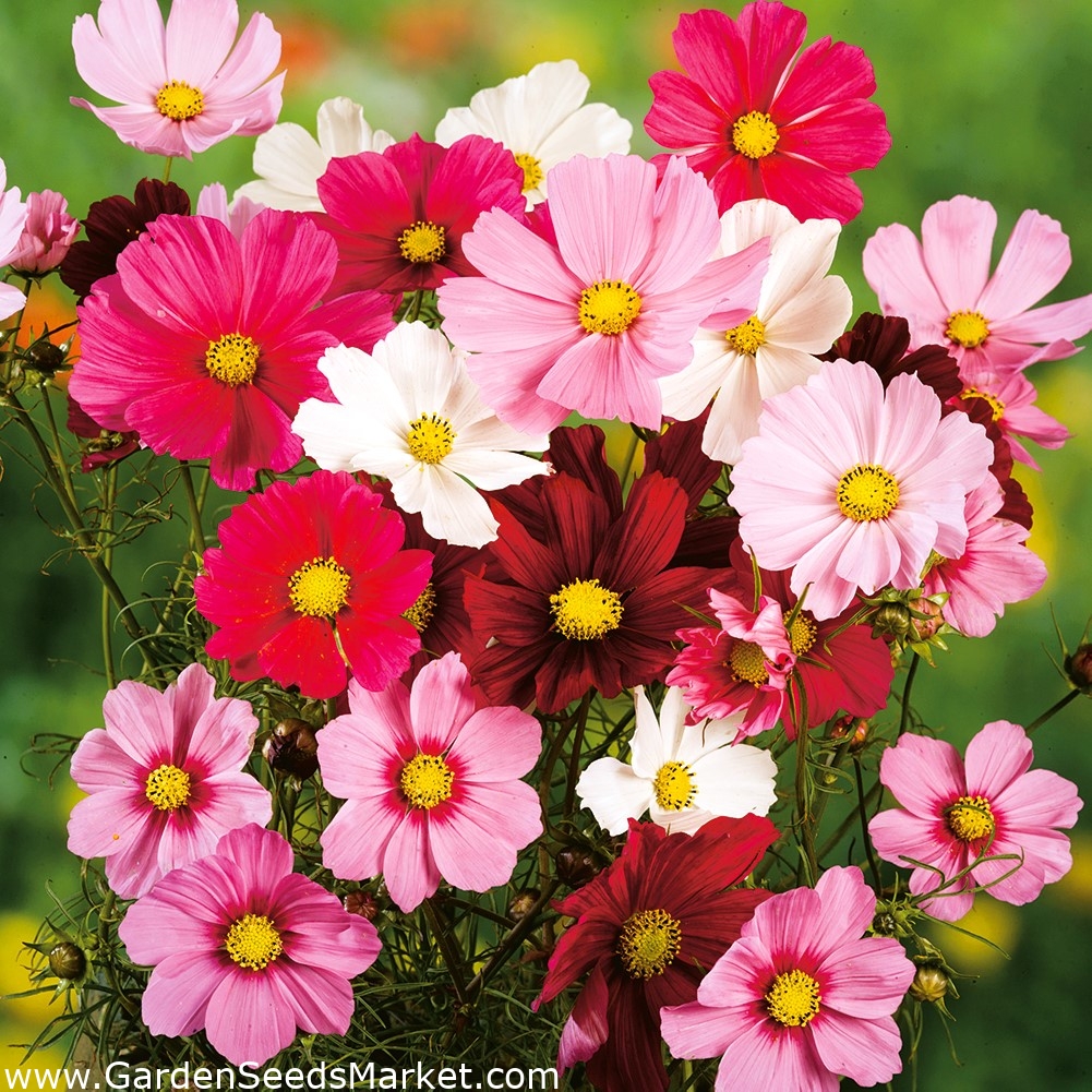 Cosmos bipinnatus - plante mellifère - graines 1kg (Cosmos bipinnatus ...