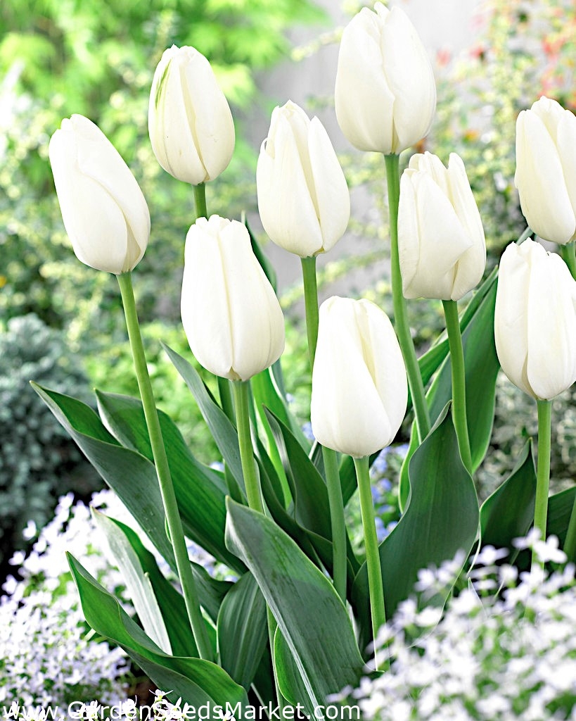 Tulip - Hakuun - GIGA Pack! - 250 pcs – Garden Seeds Market | Free shipping