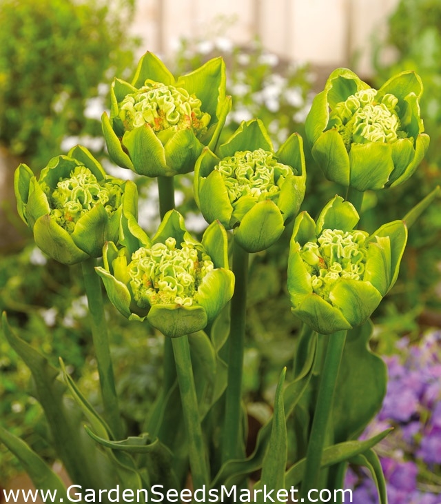 Tulip - Green Bizarre - Large Pack! - 50 pcs – Garden Seeds Market ...