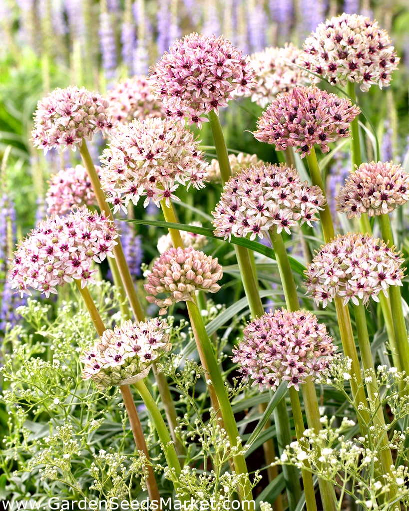 Ornamental onion - Silver Spring - GIGA Pack! - 50 pcs. – Garden Seeds ...