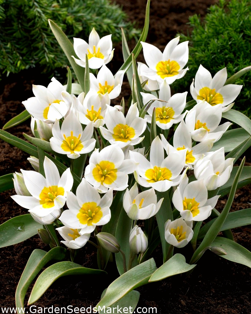 Tulip - Polychroma - GIGA Pack! - 250 pcs – Garden Seeds Market | Free ...