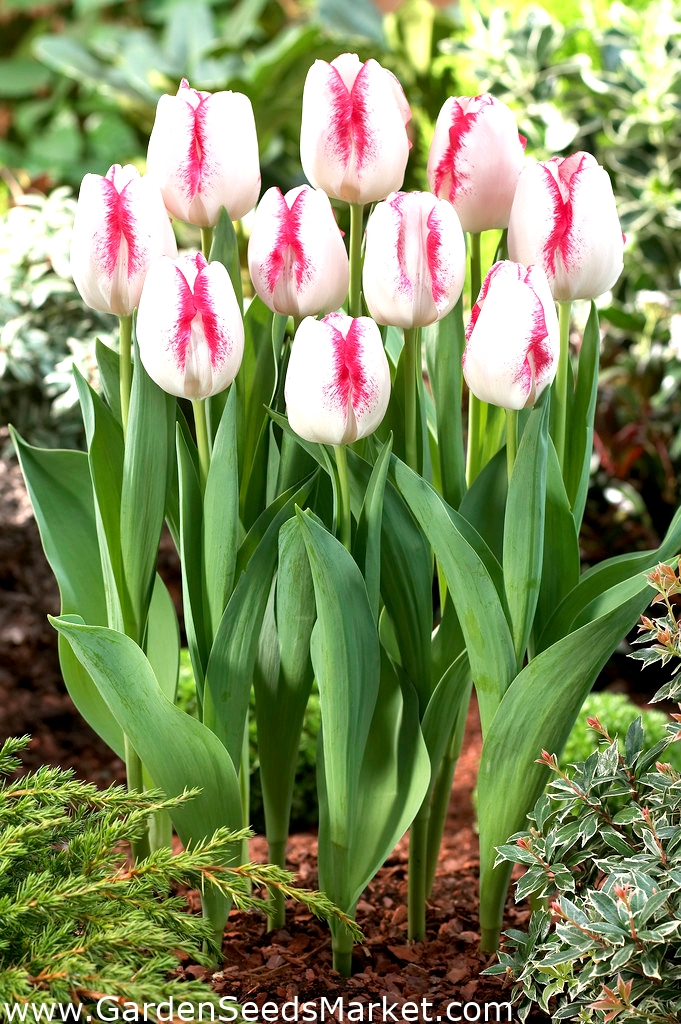 Tulip - Salvo - GIGA Pack! - 250 pcs – Garden Seeds Market | Free shipping