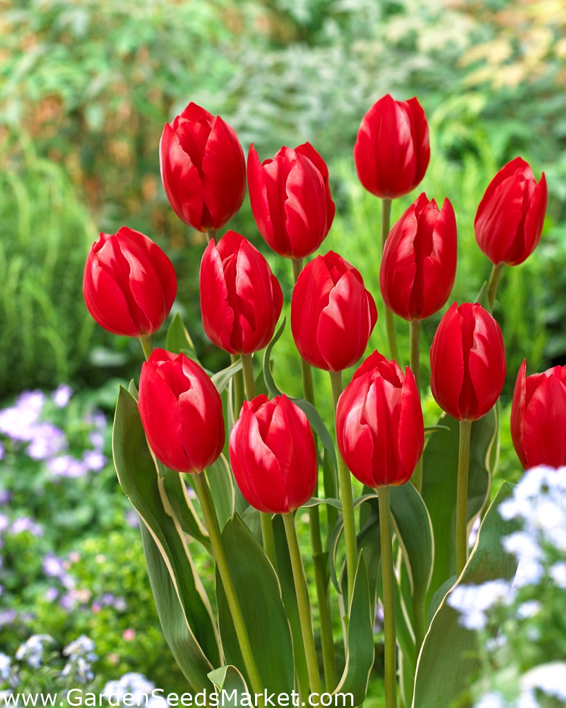 Tulip - Temptation - GIGA Pack! - 250 pcs – Garden Seeds Market | Free shipping