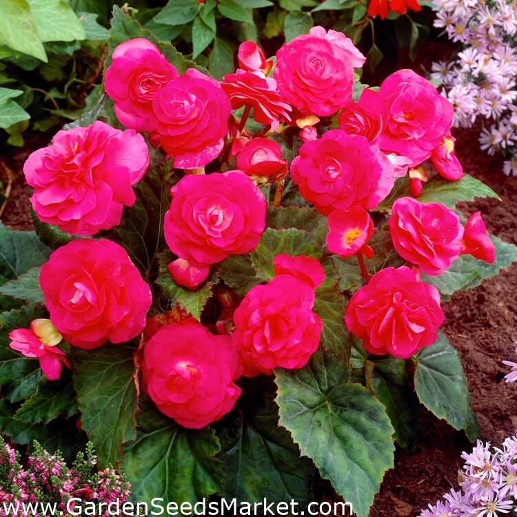 Multiflower Begonia - Multiflora Maxima - Pink - GIGA Pack! - 100 pcs ...