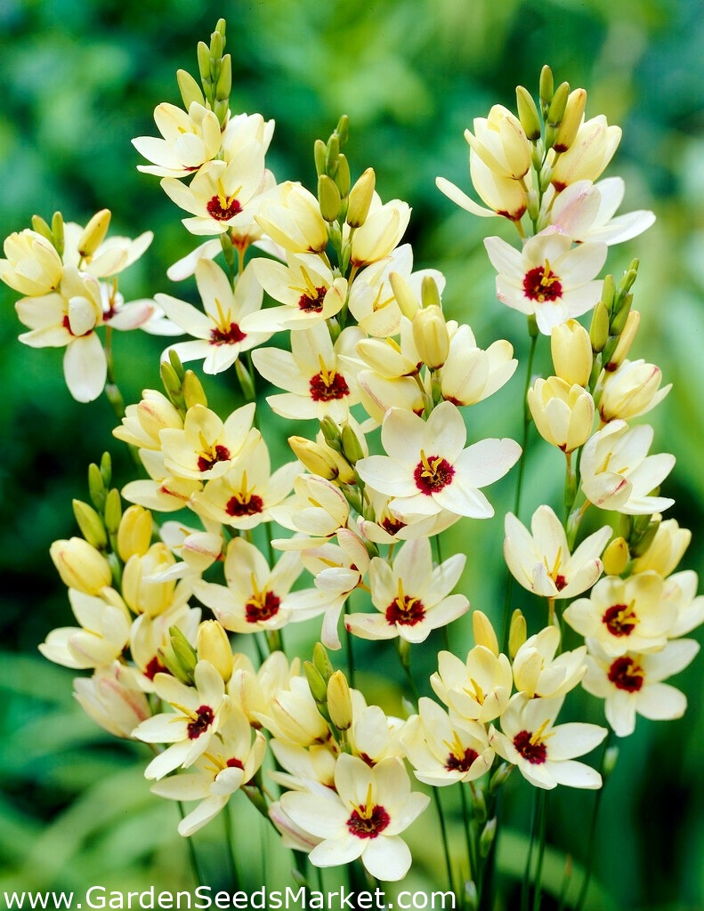 Ixia - Marquette - Large Pack! - 250 pcs. – Garden Seeds Market | Free ...