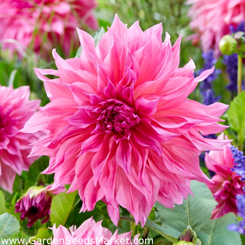 Dahlia - Café au Lait Rosé - GIGA Pack! - 50 pcs – Garden Seeds Market ...