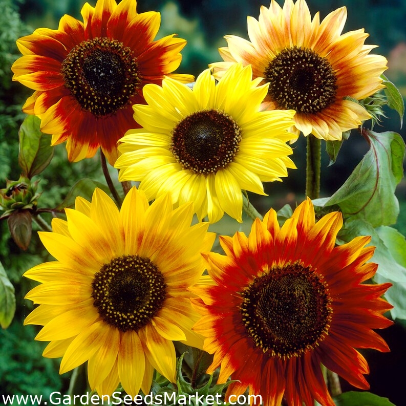 Saulėgrąžos dekoratyvinės - Autumn Beauty - (Helianthus annuus) - 1 kg ...