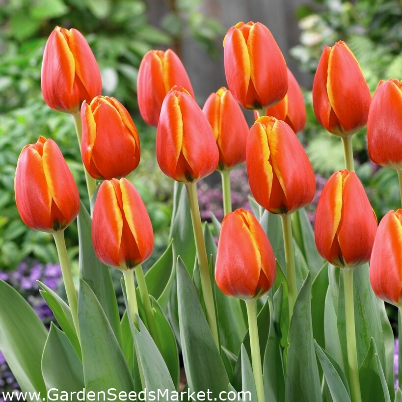 Tulip - Worlds Friend - GIGA Pack! - 250 pcs – Garden Seeds Market ...
