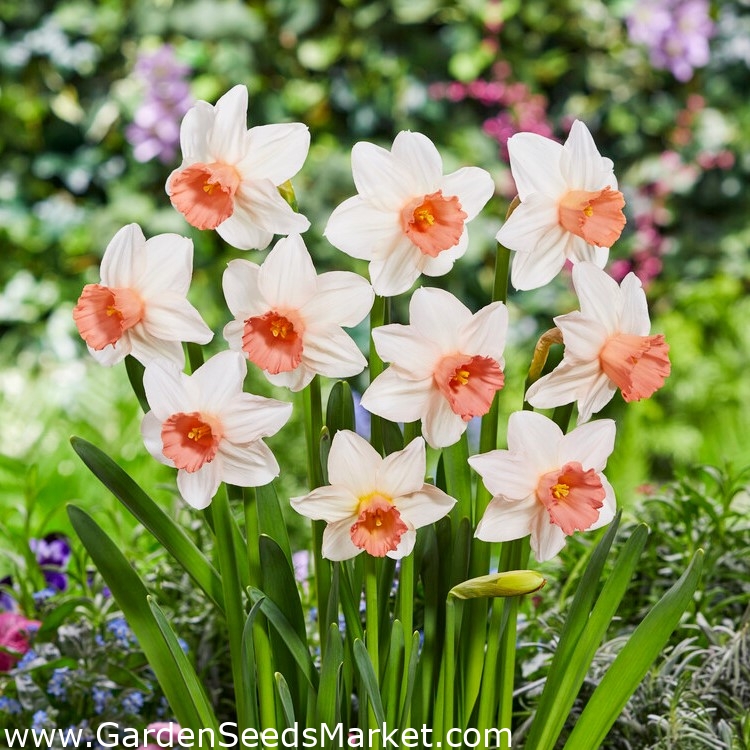 Daffodil - Iwona - Large Pack! - 50 pcs – Garden Seeds Market | Free ...