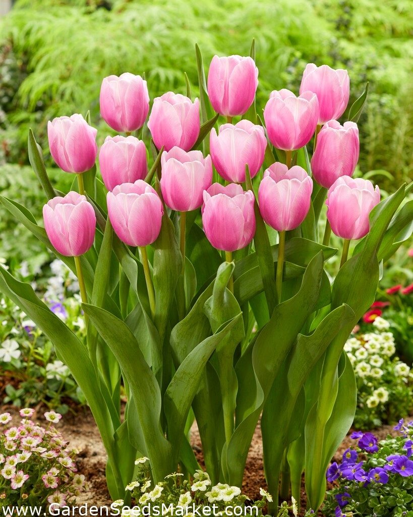 Tulip - Argos - Large Pack! - 50 pcs – Garden Seeds Market | Free shipping