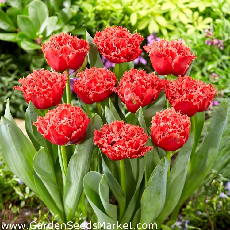 Tulip - Bendigo - Large Pack! - 50 pcs – Garden Seeds Market | Free ...