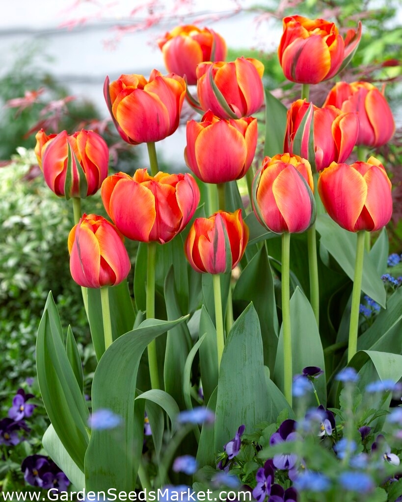 Tulip - Queensday - GIGA Pack! - 250 pcs – Garden Seeds Market | Free ...
