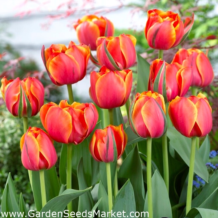 Tulip - Queensday - Large Pack! - 50 pcs – Garden Seeds Market | Free ...