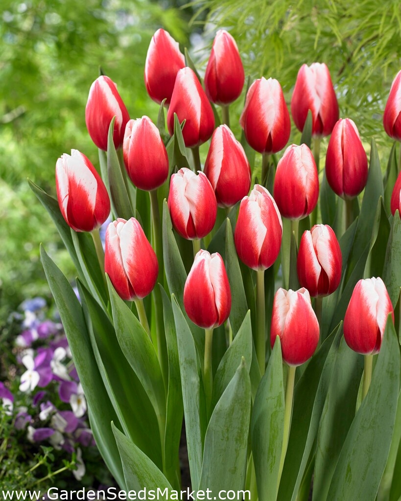 Tulip - Timeless - GIGA Pack! - 250 pcs – Garden Seeds Market | Free shipping