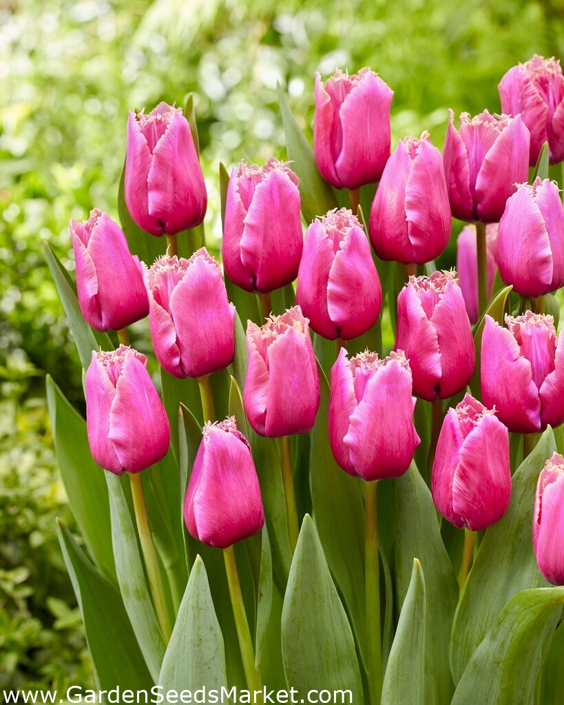 Tulip - Louvre - Large Pack! - 50 pcs – Garden Seeds Market | Free shipping