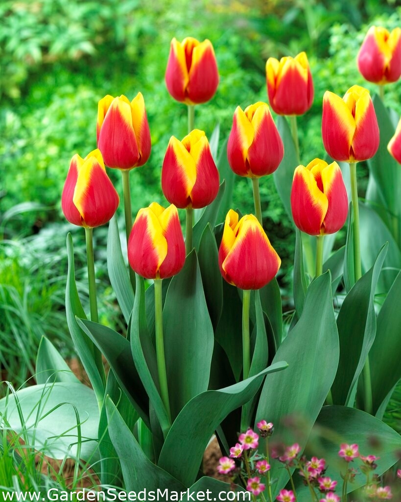 Tulip - Residence - GIGA Pack! - 250 pcs – Garden Seeds Market | Free ...