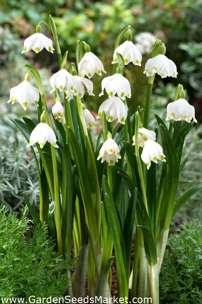 Spring Snowflake - GIGA Pack! - 250 pcs – Garden Seeds Market | Free ...