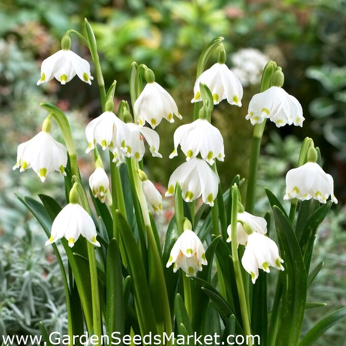 Spring Snowflake - GIGA Pack! - 250 pcs – Garden Seeds Market | Free ...