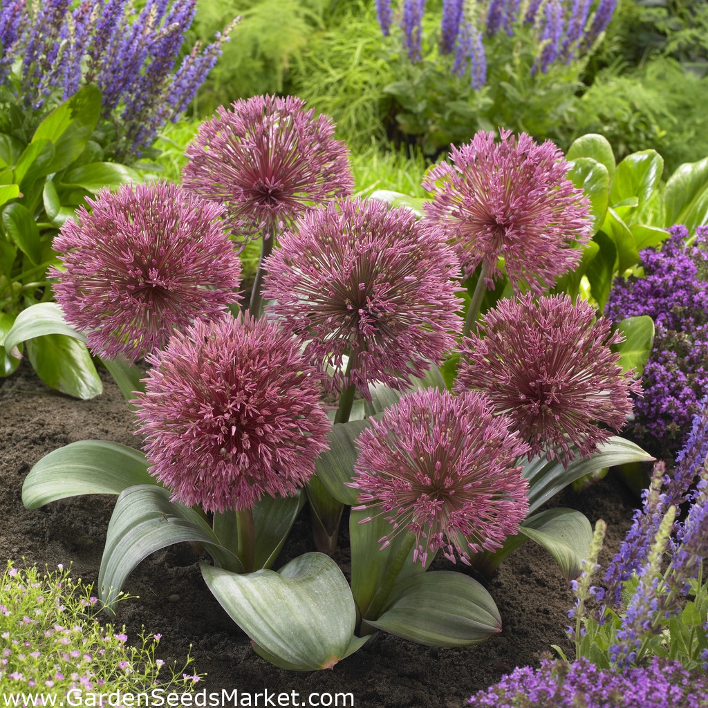 Ornamental onion - Garlic Nevskianum - Allium nevskianum - GIGA Pack ...