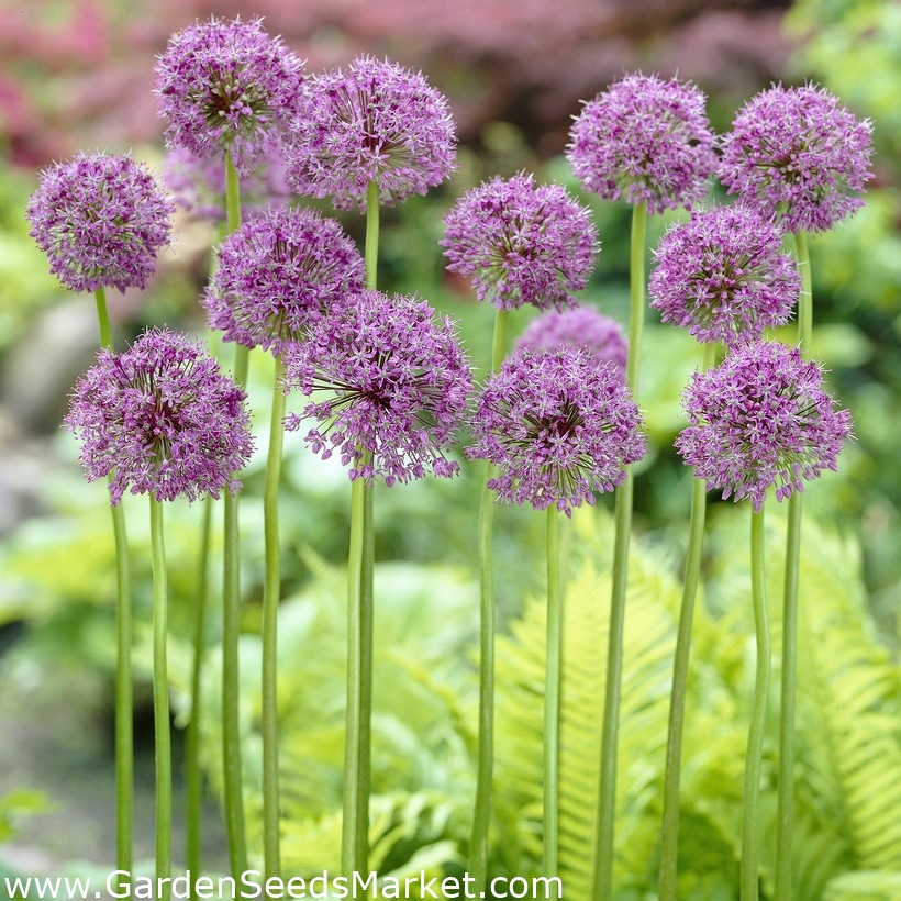 Ornamental onion - Mars - GIGA Pack! - 50 pcs. – Garden Seeds Market ...