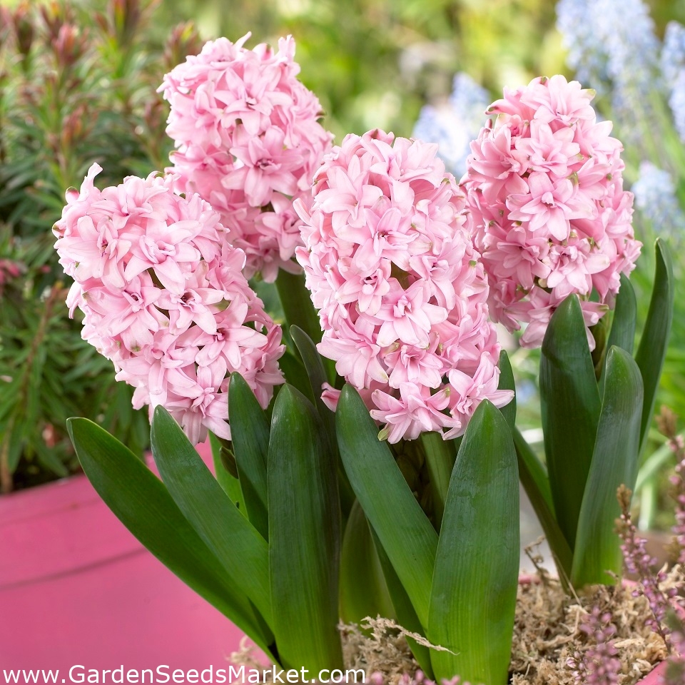 Hyacinth - Prince of Love - double-flowered - GIGA Pack! - 150 pcs ...