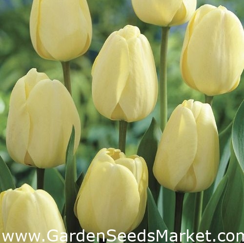 Tulip - Ivory Floradale - Large Pack! - 50 pcs – Garden Seeds Market ...
