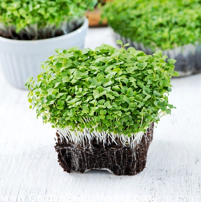 Microgreens - Green Mizuna - Young leaves with a unique flavour - 100g seeds (Brassica rapa var ...