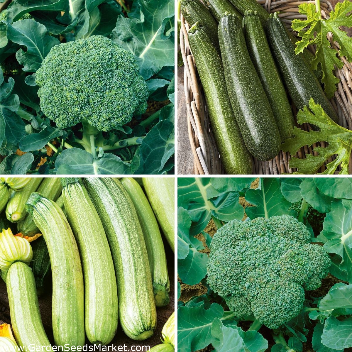 Brokkoli és cukkini (cukkini) mag - 4 fajta válogatás - – Garden Seeds ...