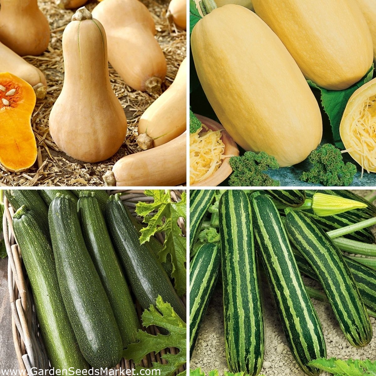 Courgette (zucchini) and squash seeds - selection of 4 varieties ...