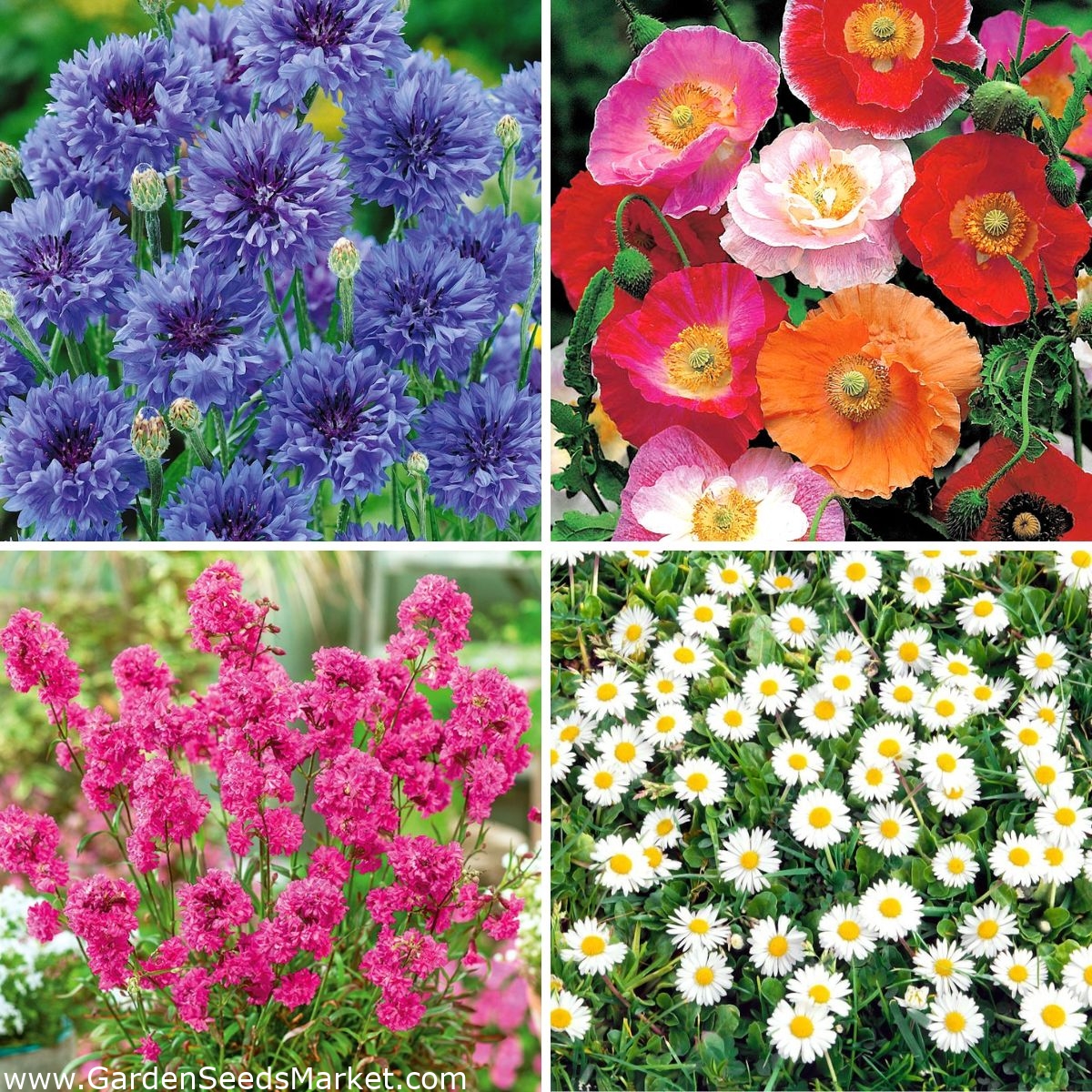 Semená lúčnych kvetov - výber zo 4 odrôd - – Garden Seeds Market ...