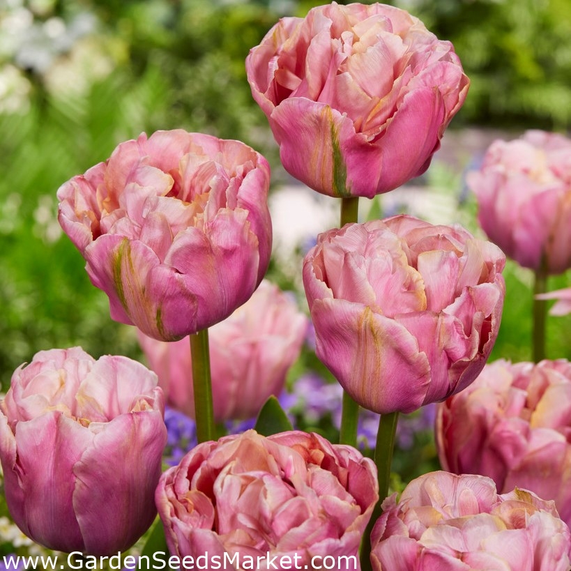 Tulip - Double Peony - Full - Large Pack! - 50 pcs – Garden Seeds ...