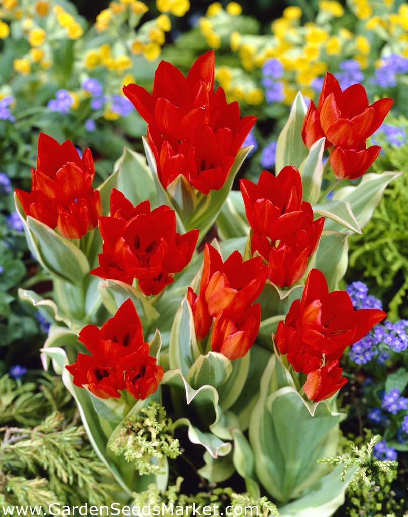 Tulip - Praestans Unicum - Large Pack! - 50 pcs – Garden Seeds Market ...