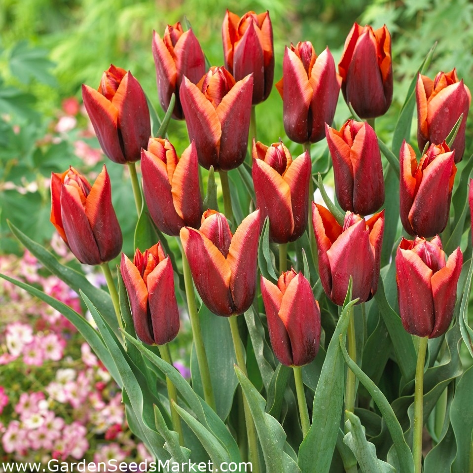 Tulip - Slawa - GIGA Pack! - 250 pcs – Garden Seeds Market | Free shipping