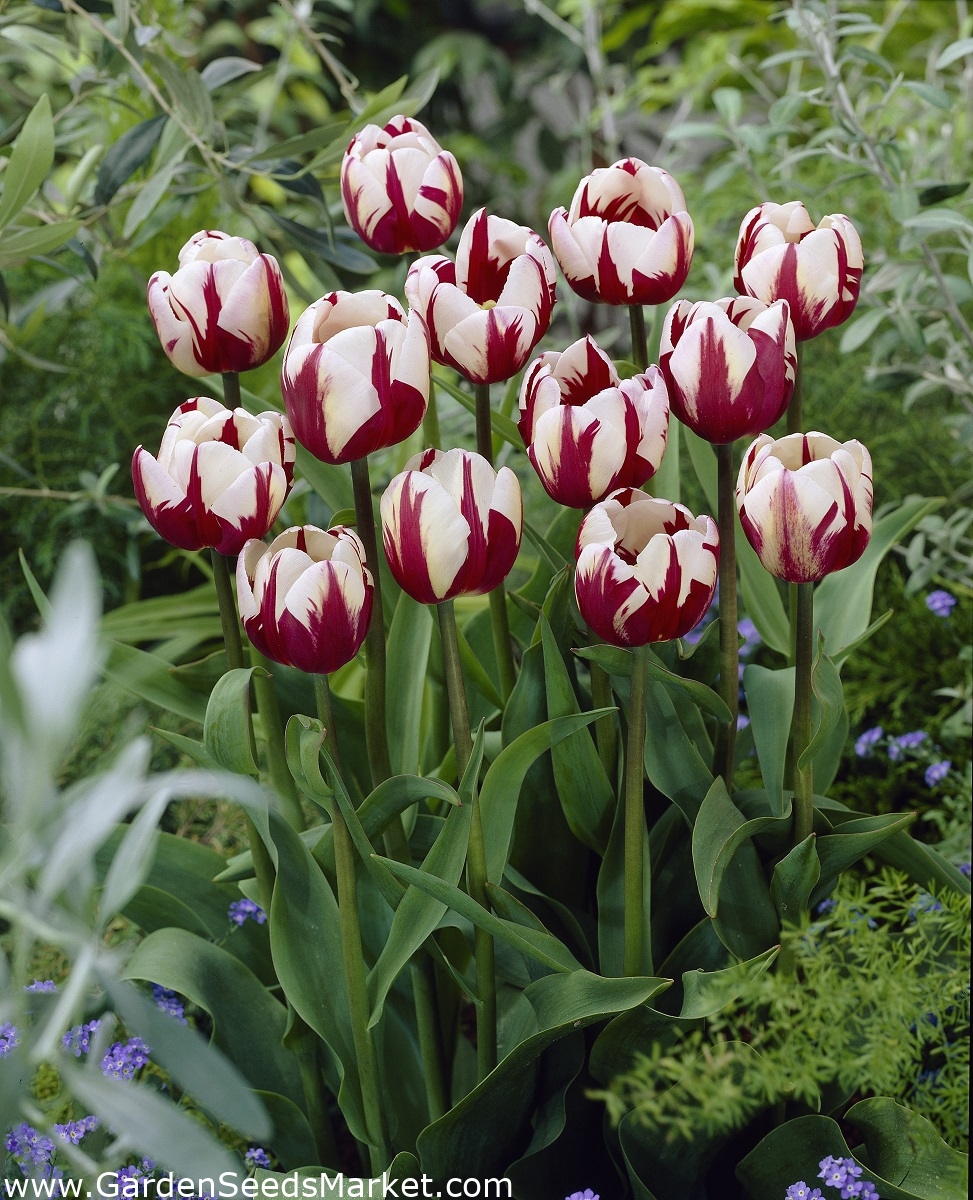 Tulip - Zurel - Large Pack! - 50 pcs – Garden Seeds Market | Free shipping