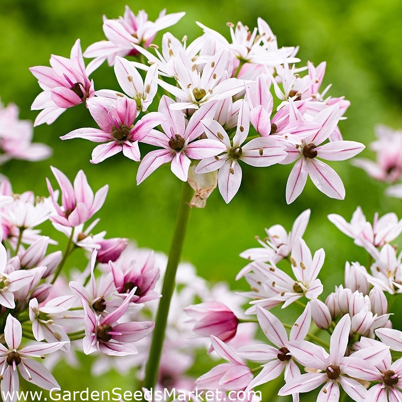 Ornamental onion - Cameleon - GIGA Pack! - 250 pcs. – Garden Seeds ...