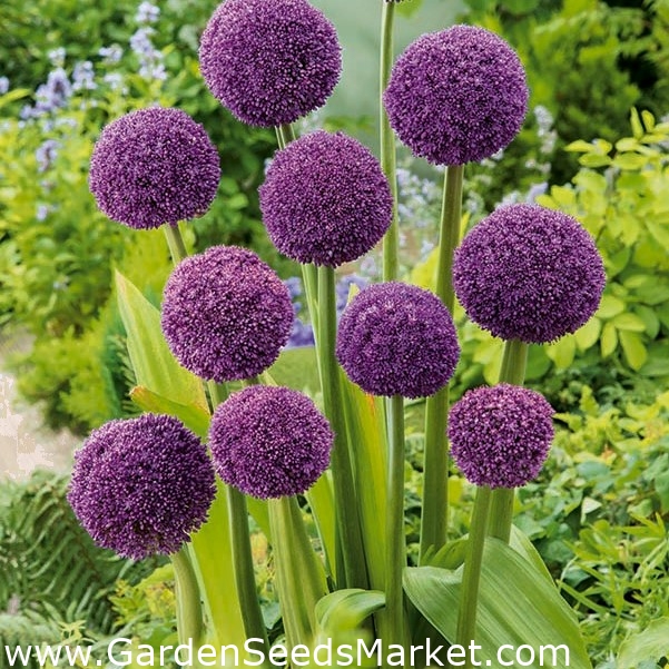 Ornamental onion - Ambassador - GIGA Pack! - 50 pcs. – Garden Seeds ...