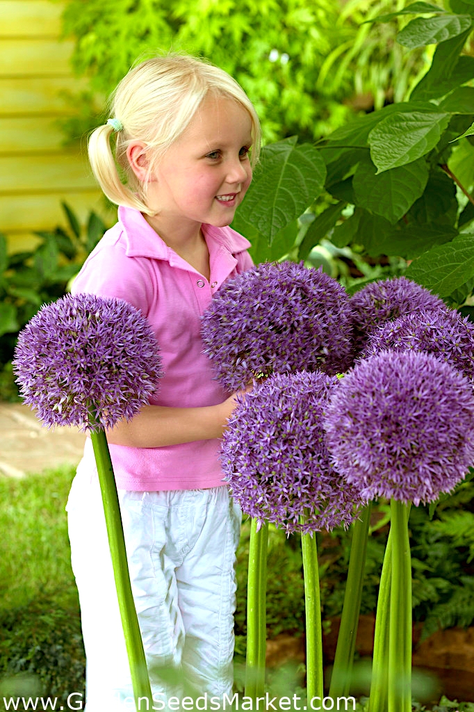 Ornamental onion - Round 'n Purple - GIGA Pack! - 50 pcs. – Garden ...