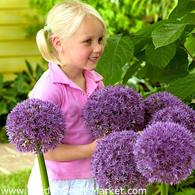 Ornamental onion - Round 'n Purple - GIGA Pack! - 50 pcs. – Garden ...